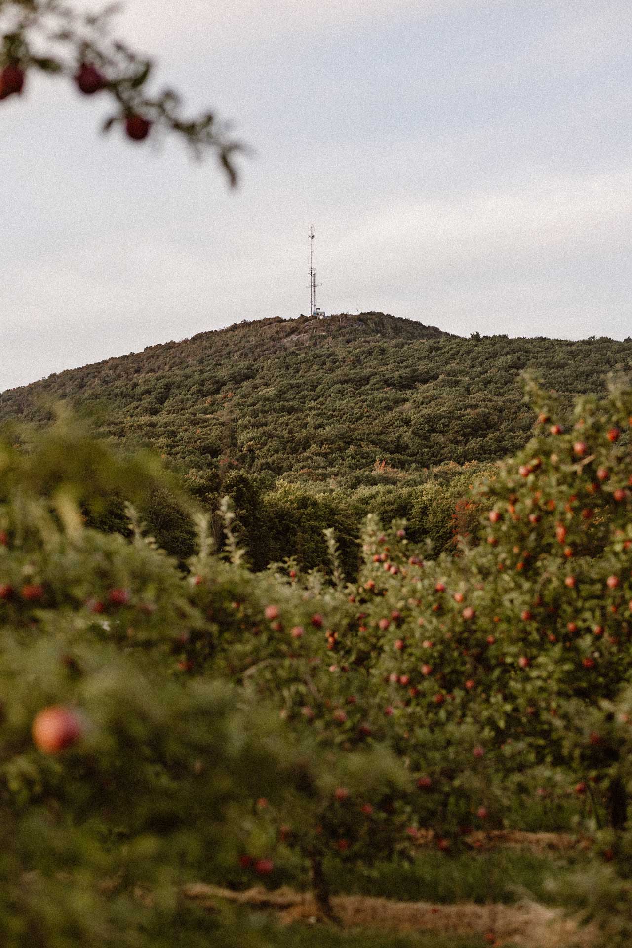 Le Domaine Inselberg - Vignoble et cidrerie