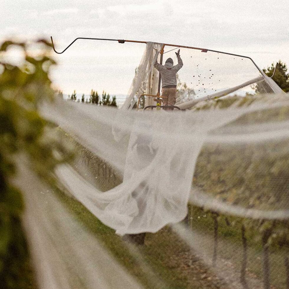 Le Domaine Inselberg - Vignoble et cidrerie